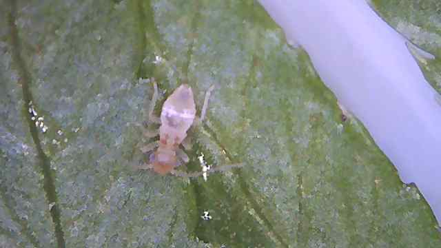 59 Perturbatious Times (and wee bugs) | Roger Albert – Always a ...